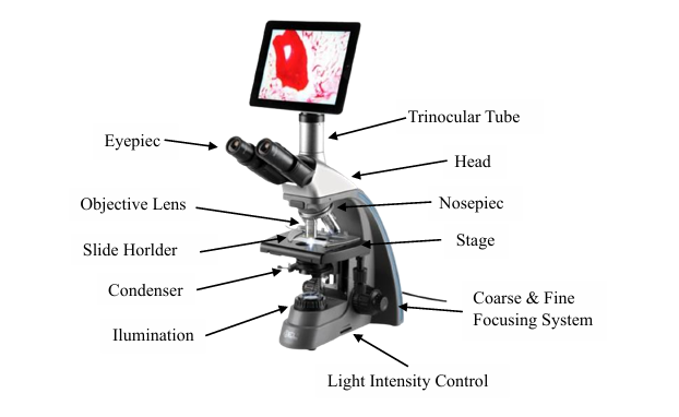 Types and Advantages of Light Microscopes from BeL Engineering